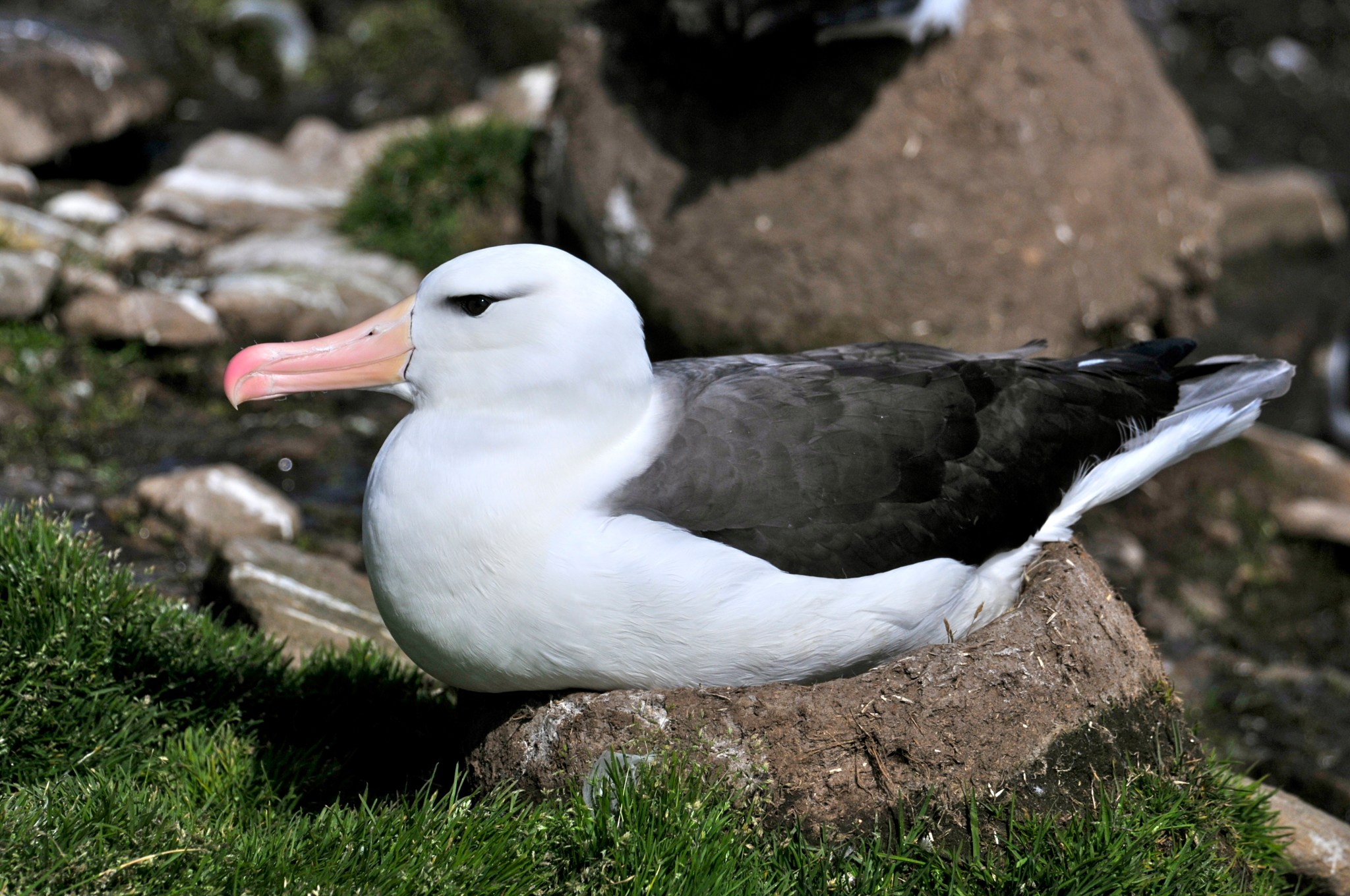 The Falklands – Albatrosses & More – On The Road With DEC