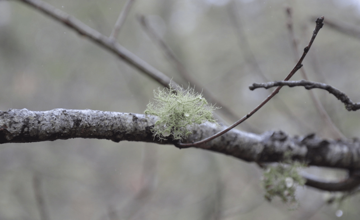Fuzzy Trees – what is a lichen? – On The Road With DEC