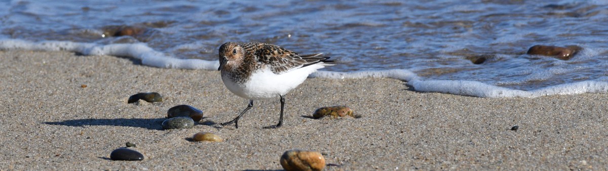 Sandpipers and Plovers – On The Road With DEC