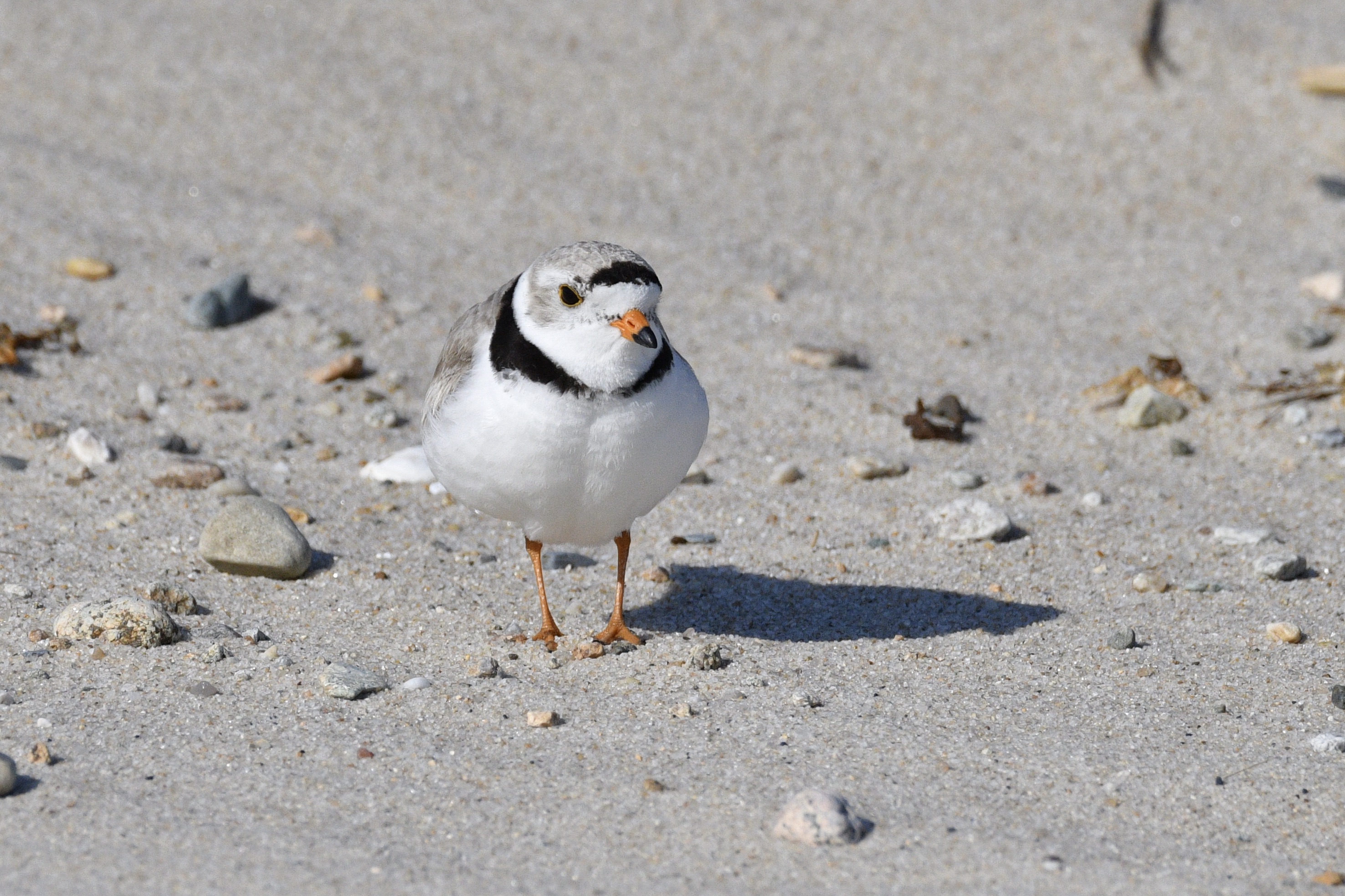 Sandpipers and Plovers – On The Road With DEC